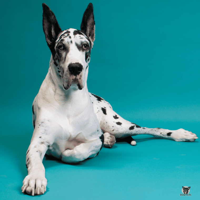 Deutsche Dogge- eine ehrliche Rassebeschreibung
