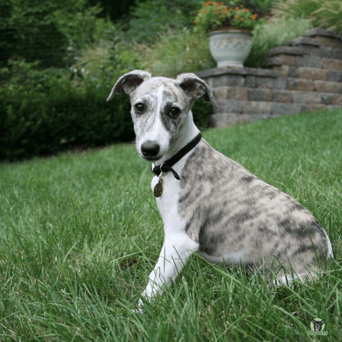 Whippet: Charakter, Pflege & Haltung – Alles Wissenswerte